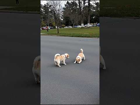Cute Puppies Doing Fun Video #puppy #cute #pets #funny #dog #viral #shorts
