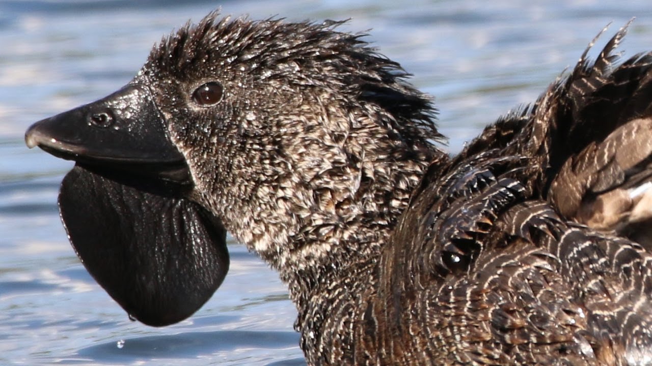 Remarkable Musk Ducks – Lake Wallace - YouTube
