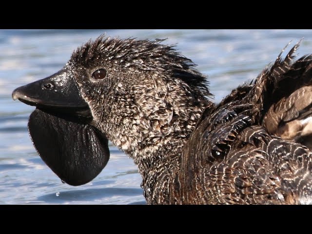 Musk Duck Photos