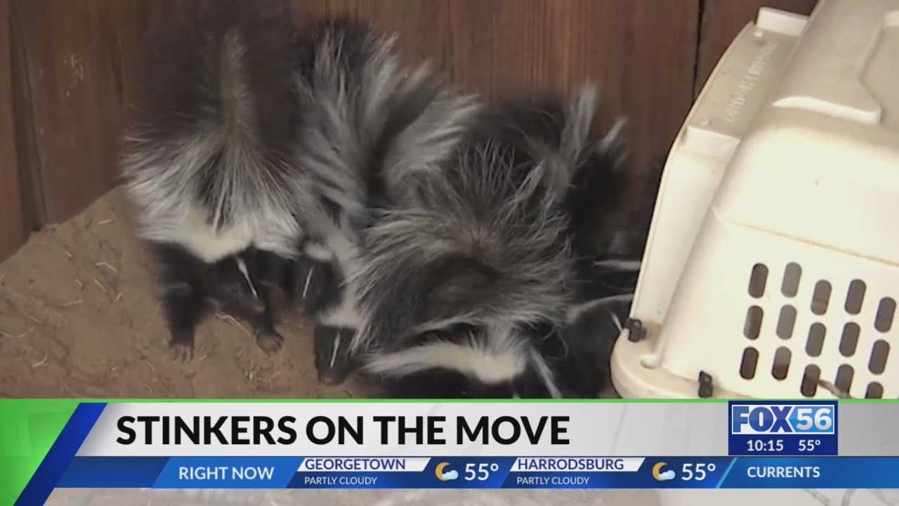Kentucky stinkers are on the move again, skunk breeding season underway - YouTube