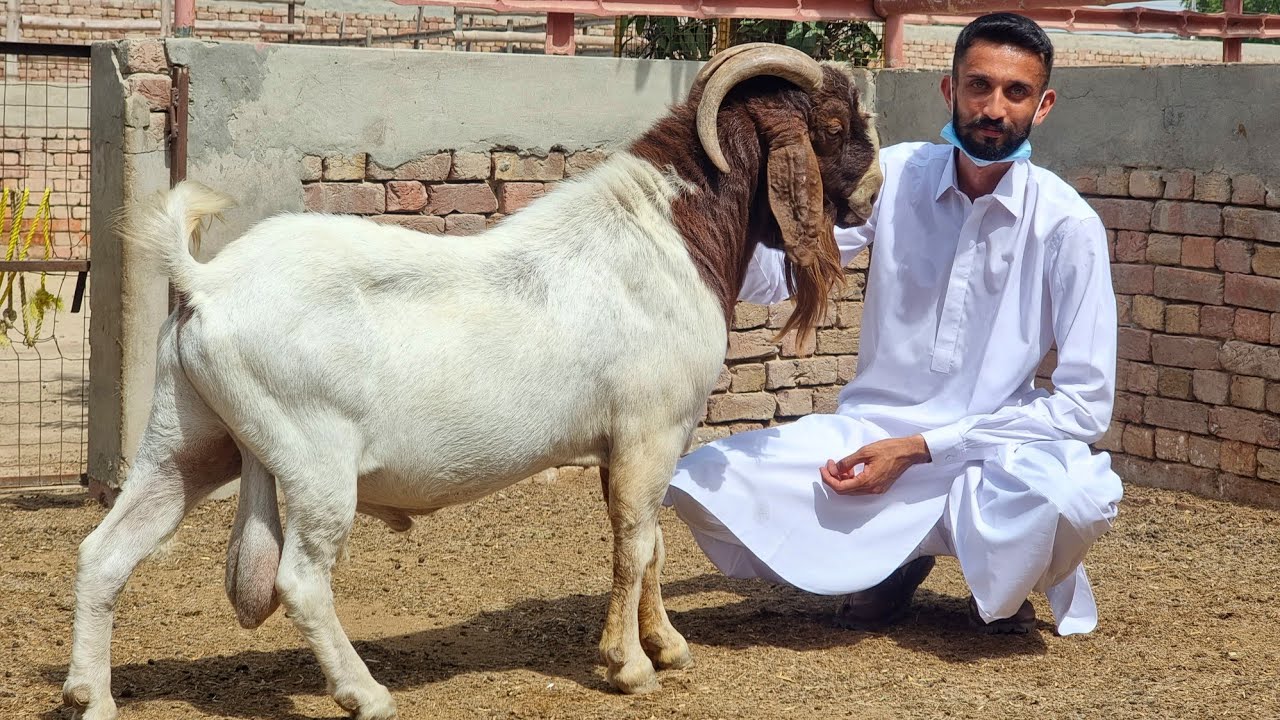 Biggest Boer Goat Farm of Pakistan | Complete Documentary - YouTube