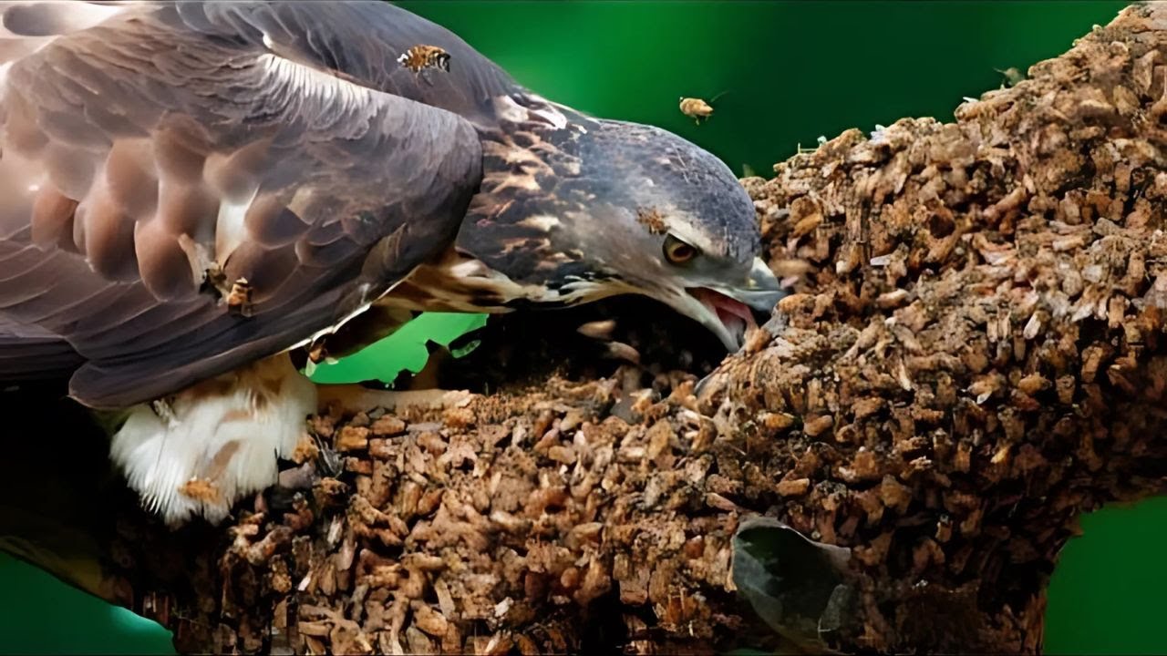 HONEY BUZZARD: Giant Hornet Hunting Specialist You Won’t Believe Exists ...