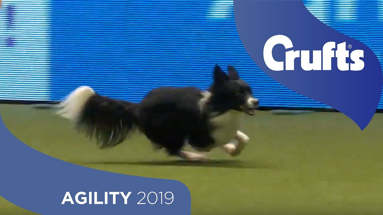 Agility Championship Round 2 – Agility - Medium | Crufts 2019 - YouTube