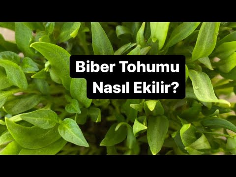 Biber Tohumu Nasıl Ekilir? (Patlıcan ve Domates Tohumlarıda Aynı Şekilde Ekiliyor)