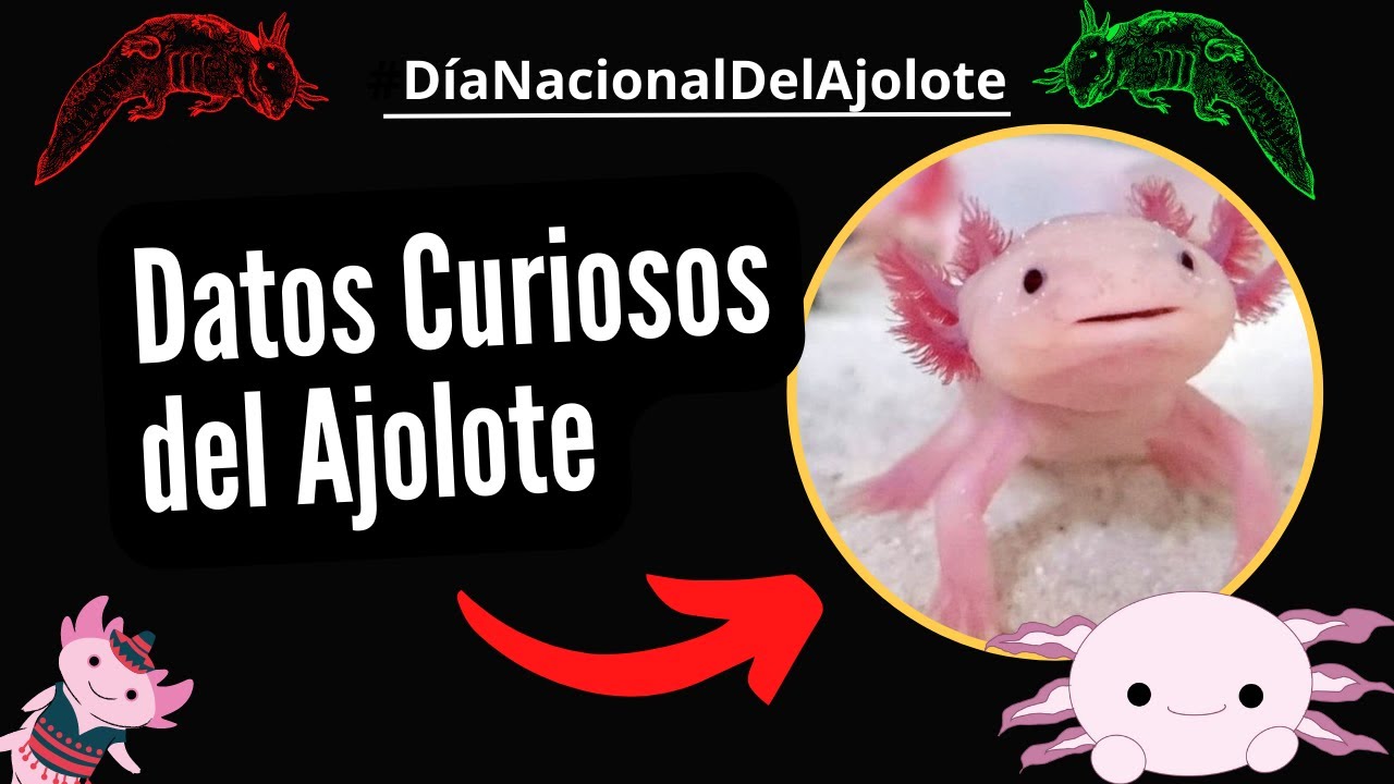 Datos Curiosos del Ajolote #DiaNacionalDelAjolote - YouTube