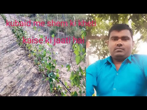kubaid me shem ki kheti #Beans farming in kubaid #video#tending# ...