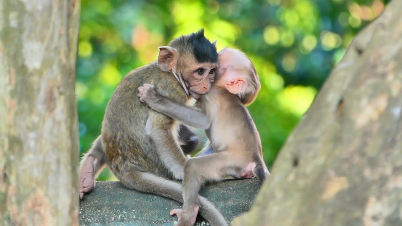 Adorable Little Cute Monkey Pedro plays so happily on the fence near Mama Monkey Pinka - YouTube