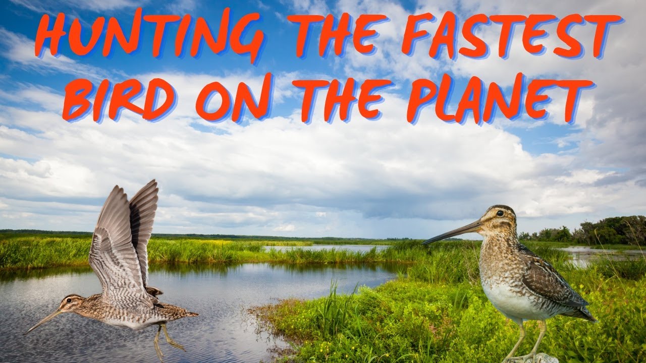 Hunting The Fastest Bird On Earth - The Snipe - YouTube