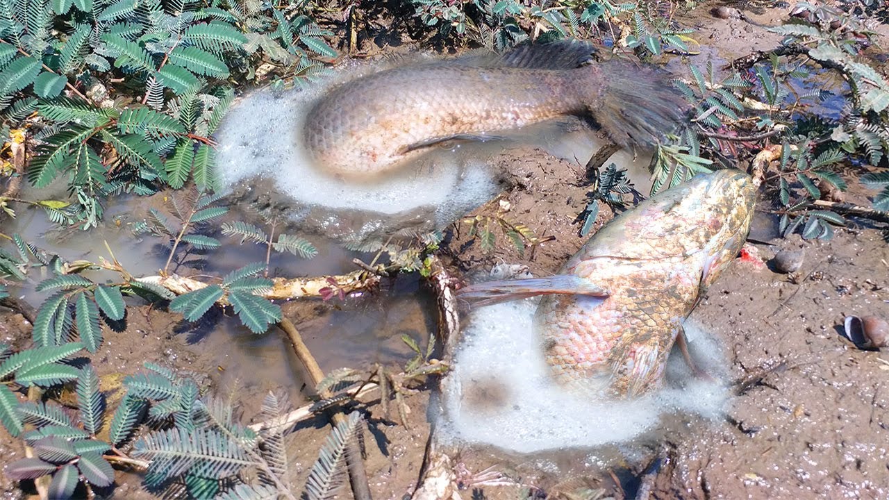 Amazing Find & Catch Fishes From Secret Hole Under Bubble Nest After ...