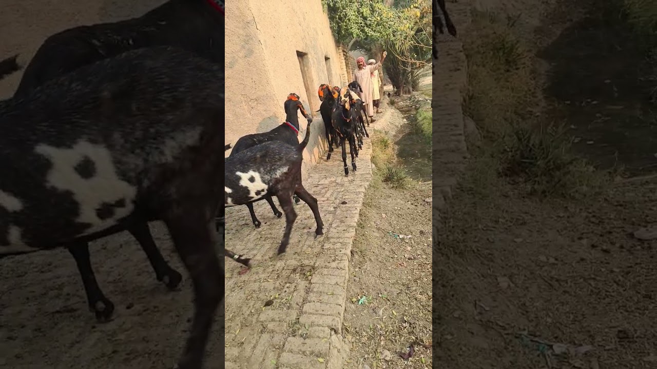 Sajawal Goat farm ke Goat Betal farming 03368056786. - YouTube