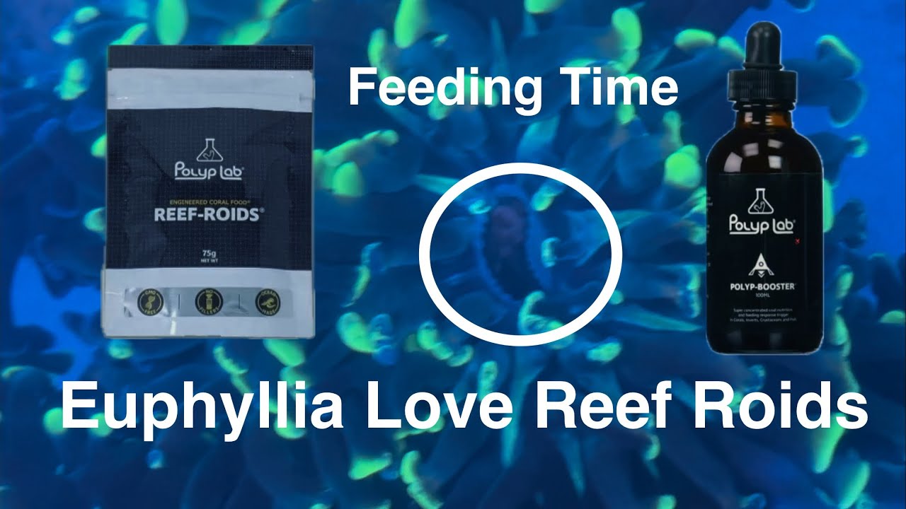 Euphyllia Love Reef Roids & Polyp Booster Feeding Response Saltwater ...