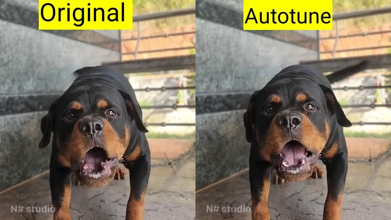 Dog Original And Autotune Sund Autotune Music Mix Autotune Song - YouTube
