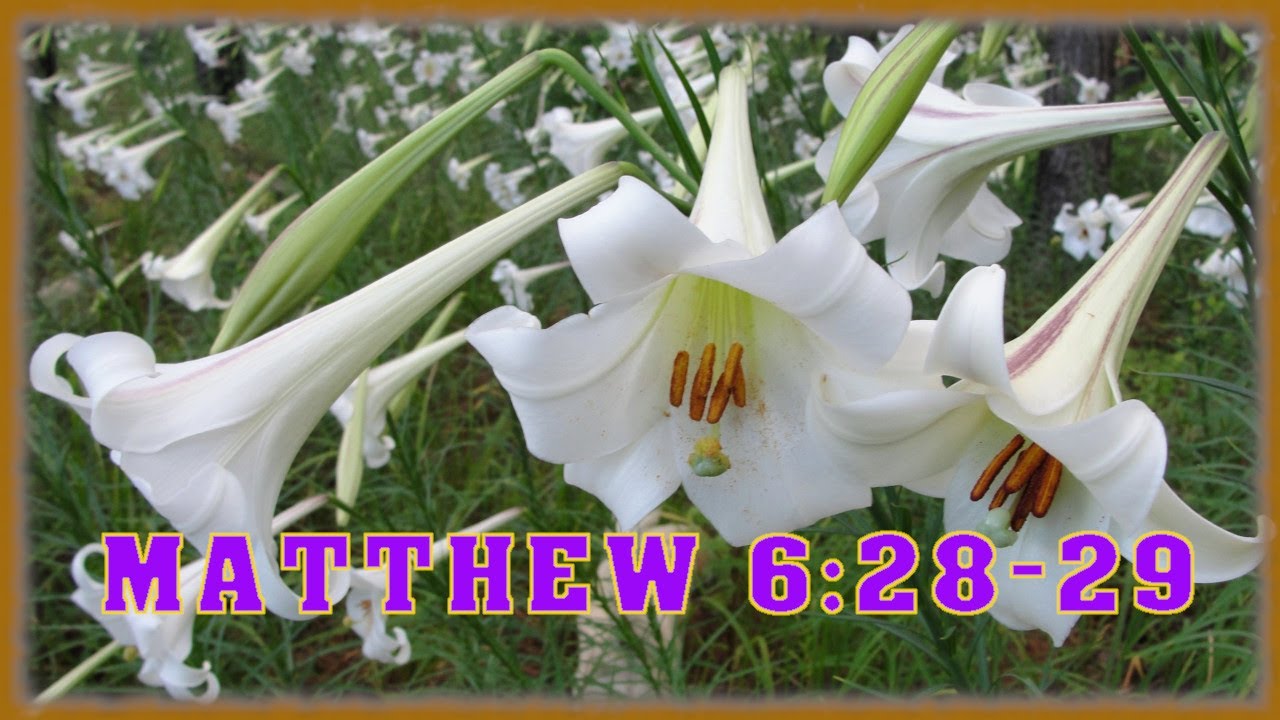 Matthew 6:28-29 Consider the Lilies of the field #solomon #lilies #god ...