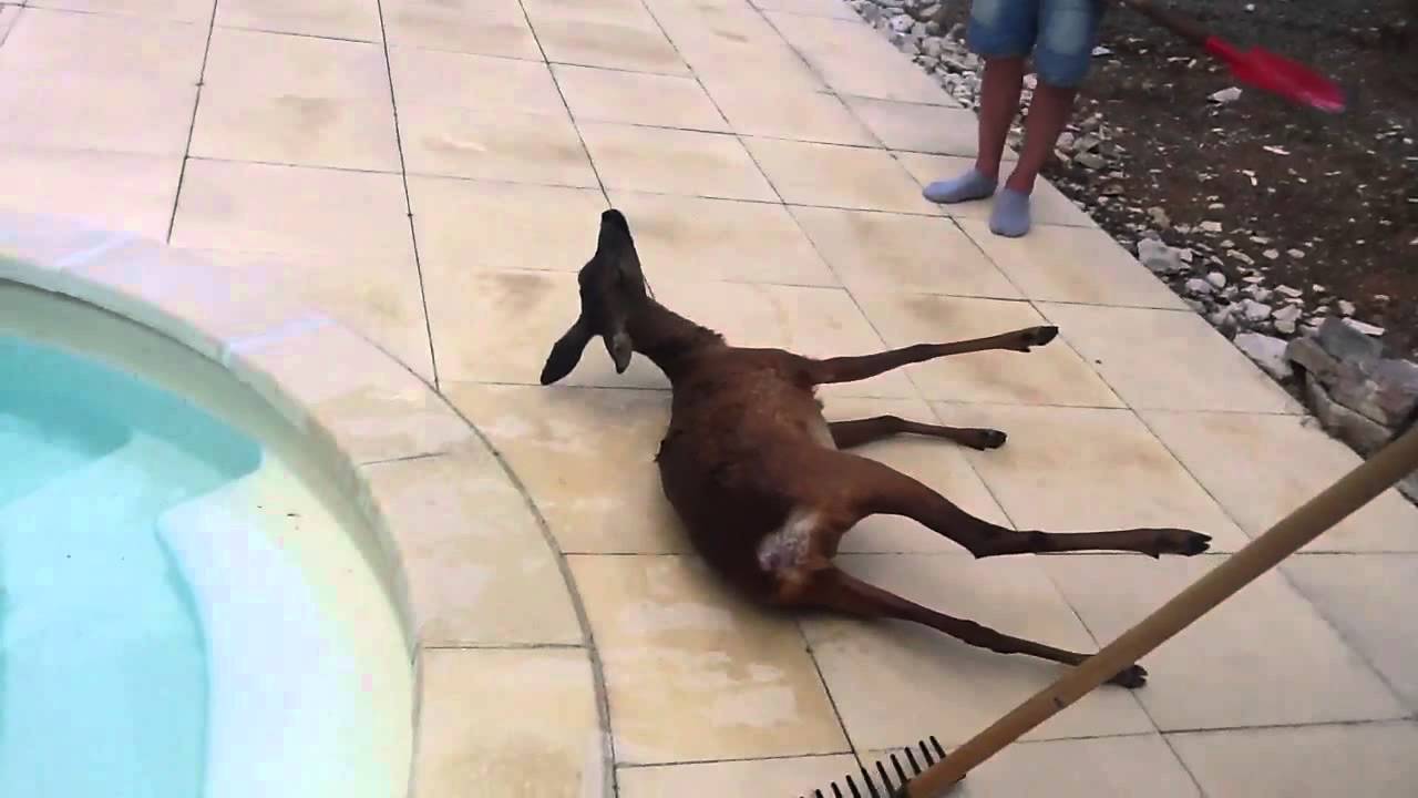 Dead deer in the swimming pool! - YouTube