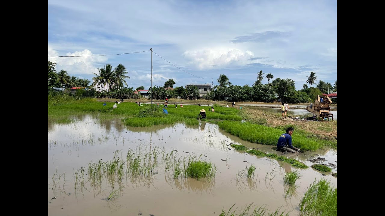 RICE FARMING PHILIPPINES | PLANTING SEEDLINGS FOR SECOND CROP 2023 ...