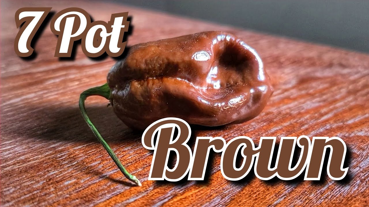 7 Pot Brown Review - YouTube