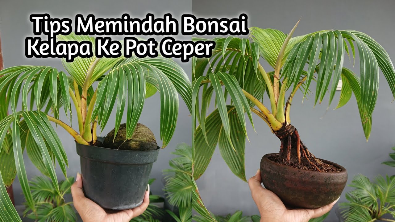 CARA MEMINDAHKAN BONSAI KELAPA POT TINGGI KE POT CEPER - YouTube