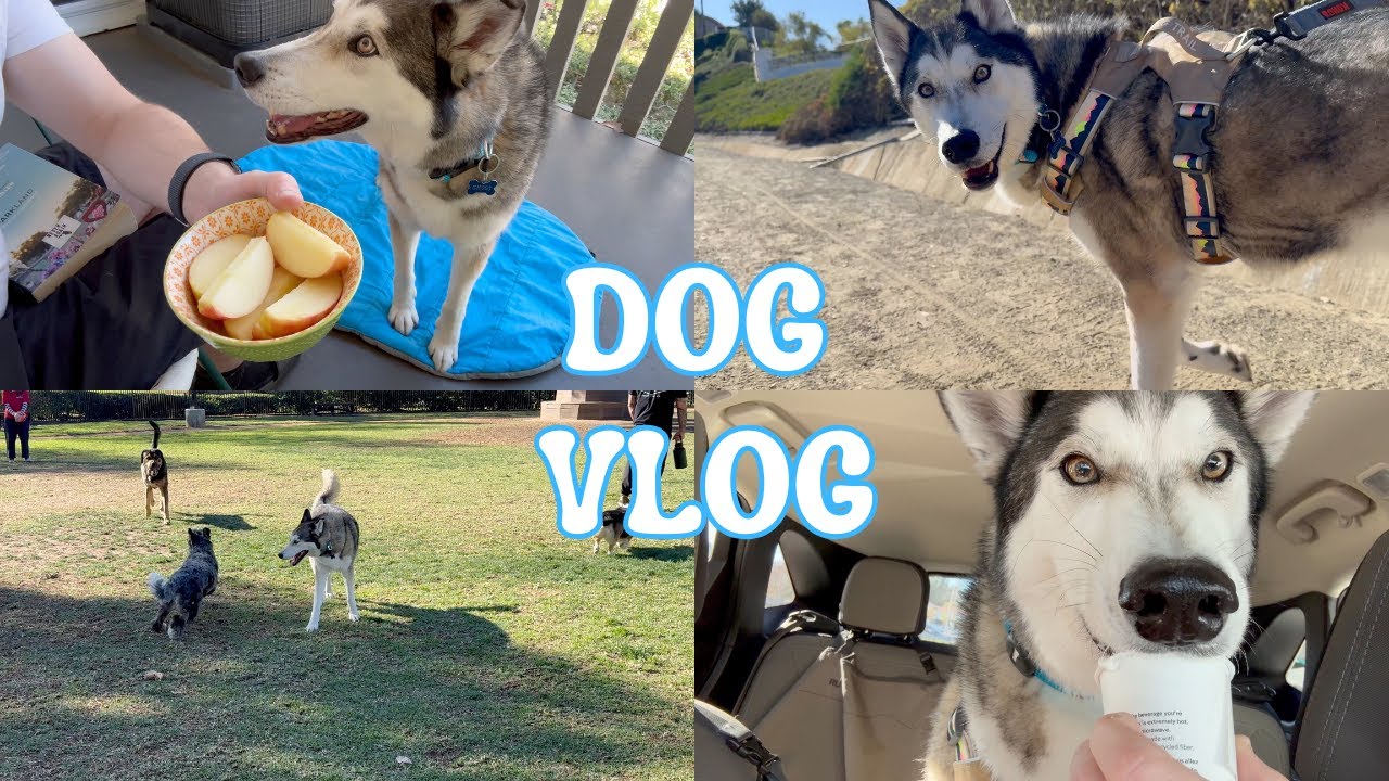 Dog Vlog 1 - Our Very First! - YouTube