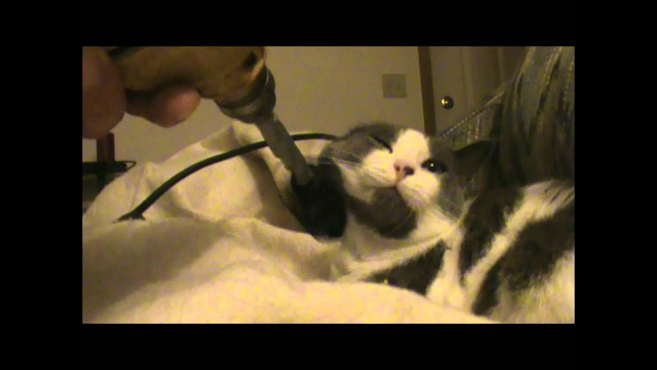 Auto cat scratcher - YouTube
