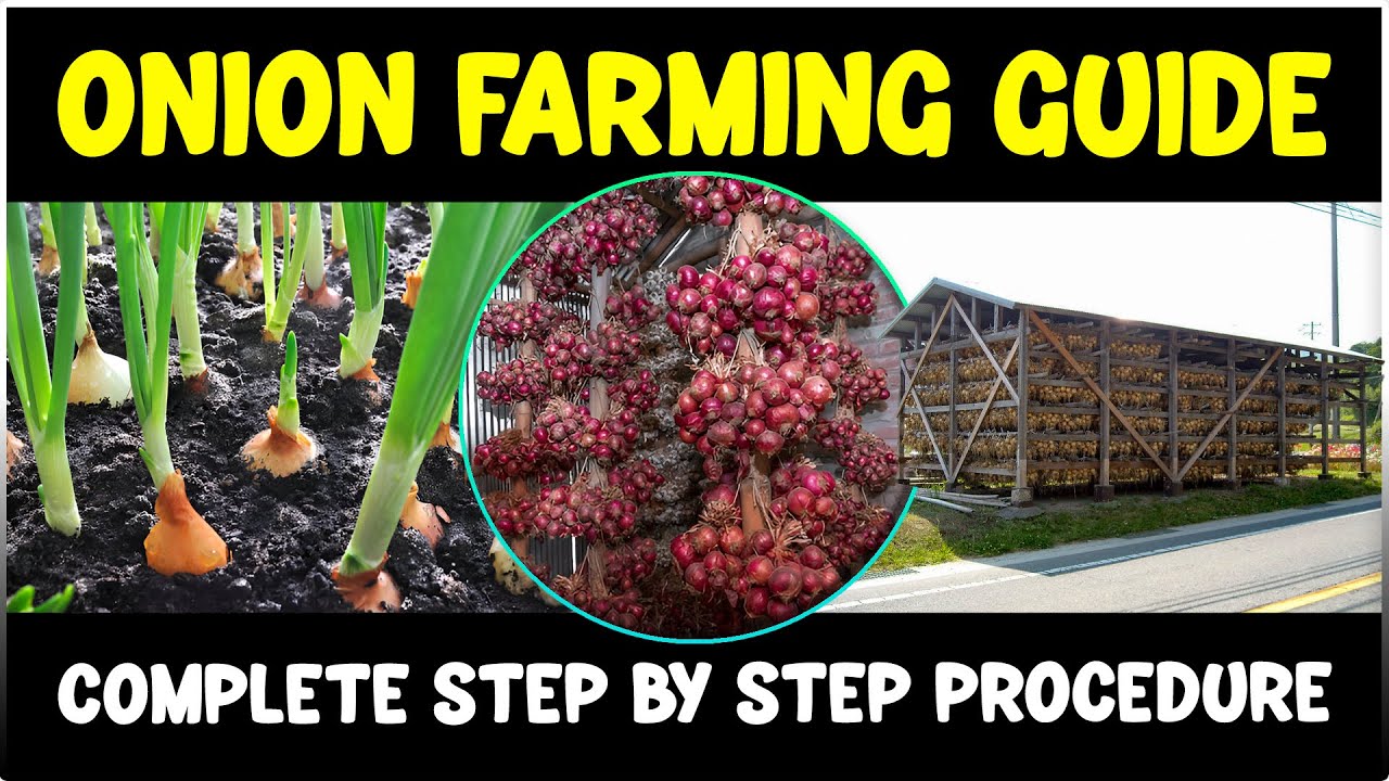 Onion Farming - Planting, Care, Harvesting | Onion Cultivation Guide ...