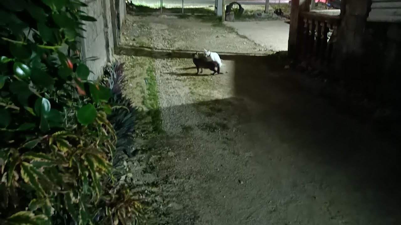 PUSANG GALIT NA GALIT MATA UMAAPOY @tagbisacol1156 - YouTube