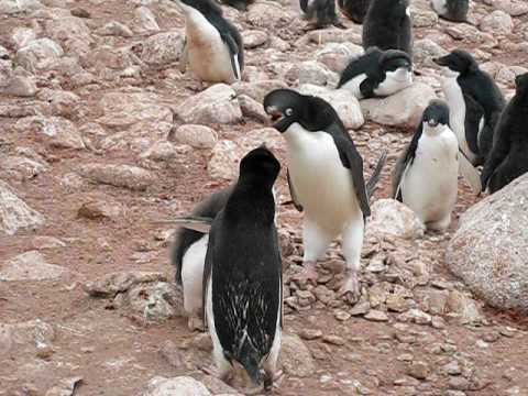 Adelie penguin squawking - YouTube