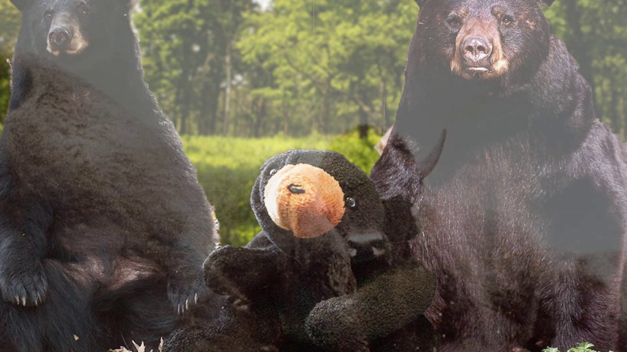 Lost Animals Found - YouTube