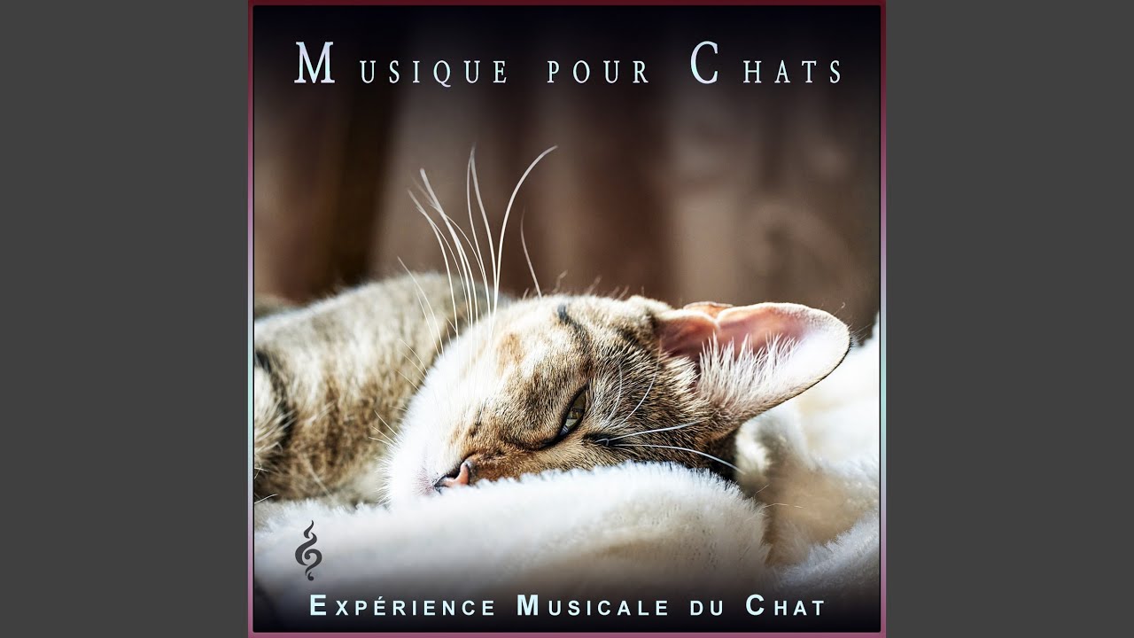 Musique du chat heureux - YouTube