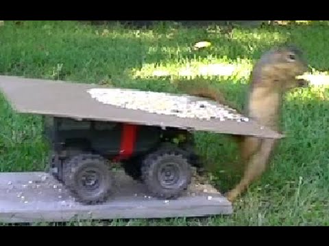 Remote Control Truck vs Squirrel - YouTube