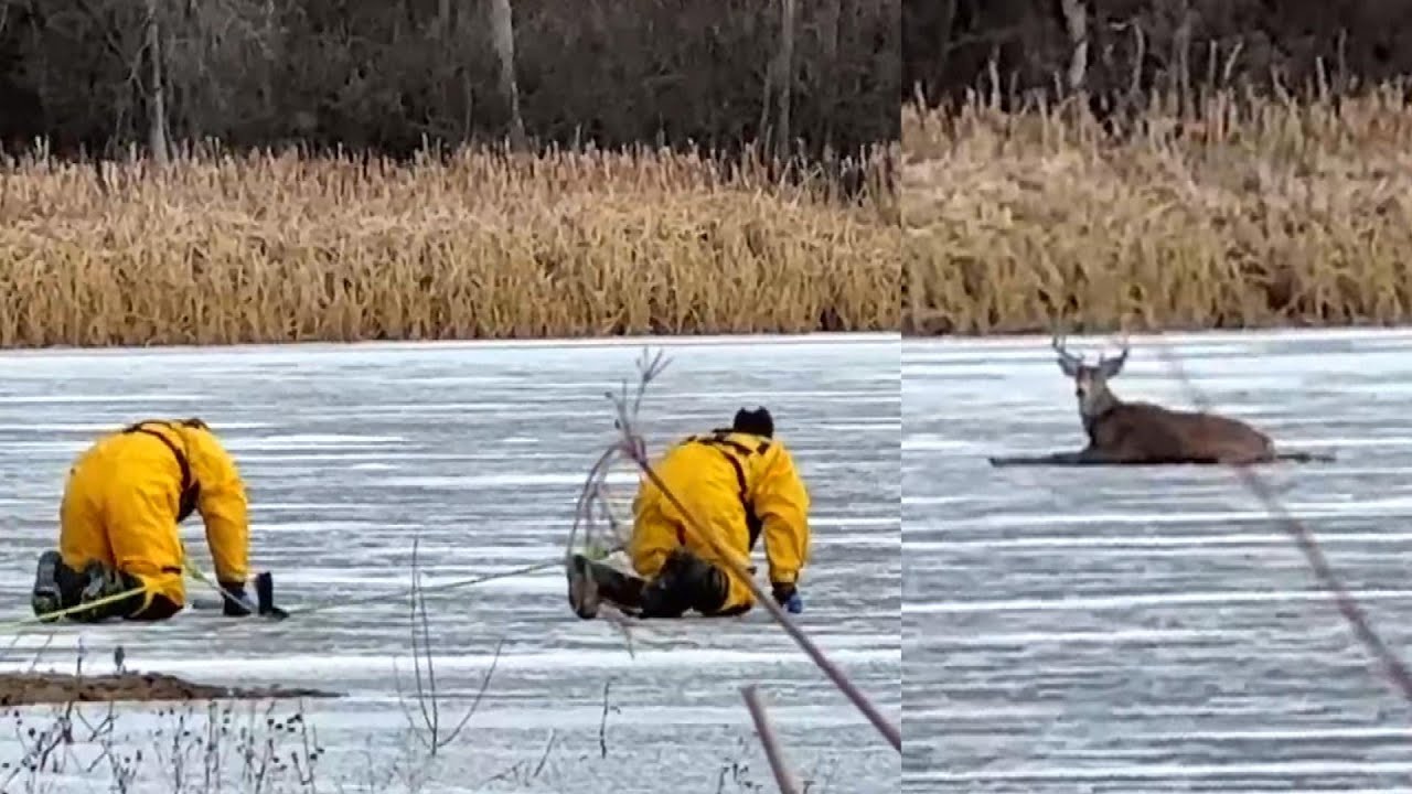 Firefighters Crawl Across Frozen Lake to Rescue Deer - YouTube