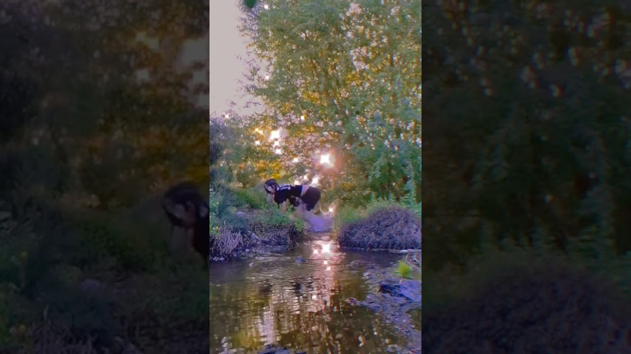 Just a hyena jumping over a creek! - edit- - YouTube