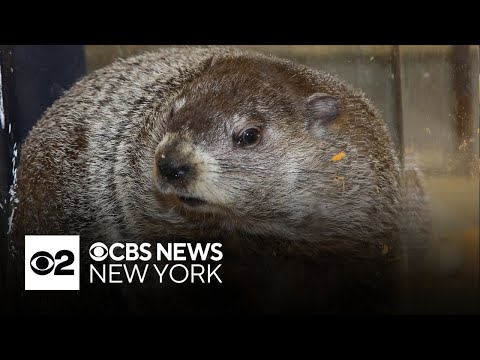 Staten Island Chuck sees his shadow on Groundhog Day 2026