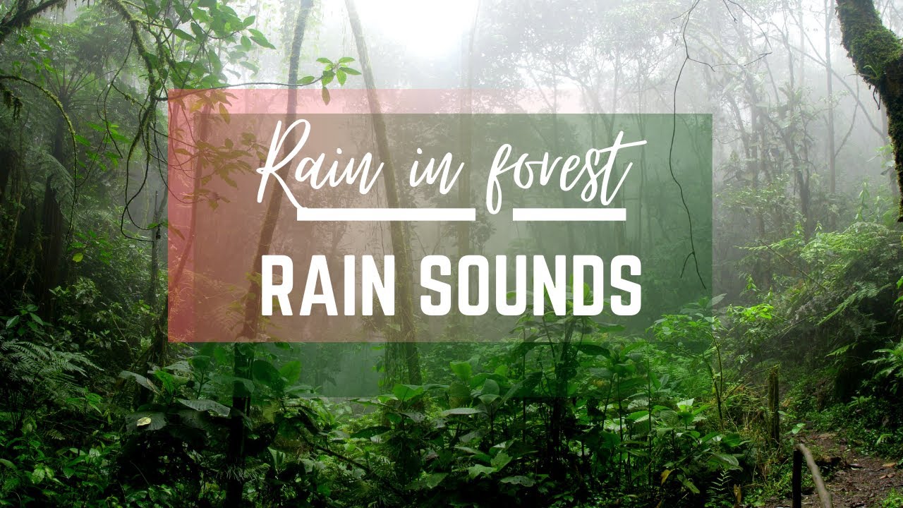 Rainforest Rain Sounds for Sleeping or Studying 🌧️ White Noise - YouTube