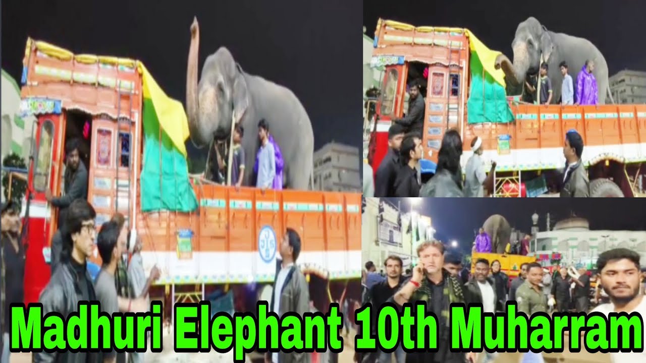 #live #Madhuri Elephant Ko Kolhapur Se Hyd 10th Muharram Juloos K Liye ...