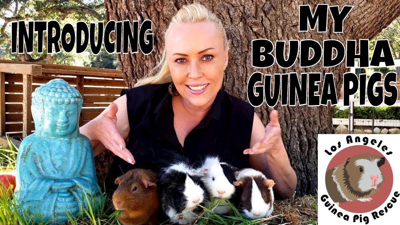 Introducing my Buddha Pigs!!! - YouTube