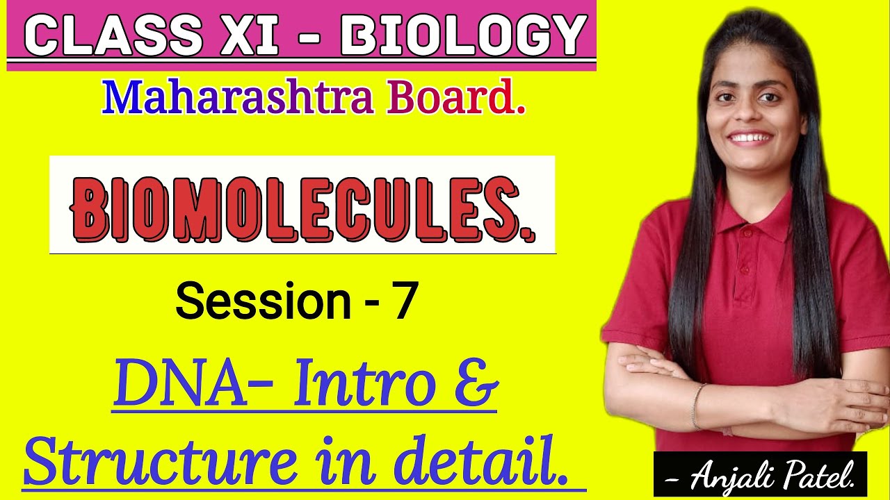 Class XI Biology - Biomolecules- DNA : Structure and description. - YouTube