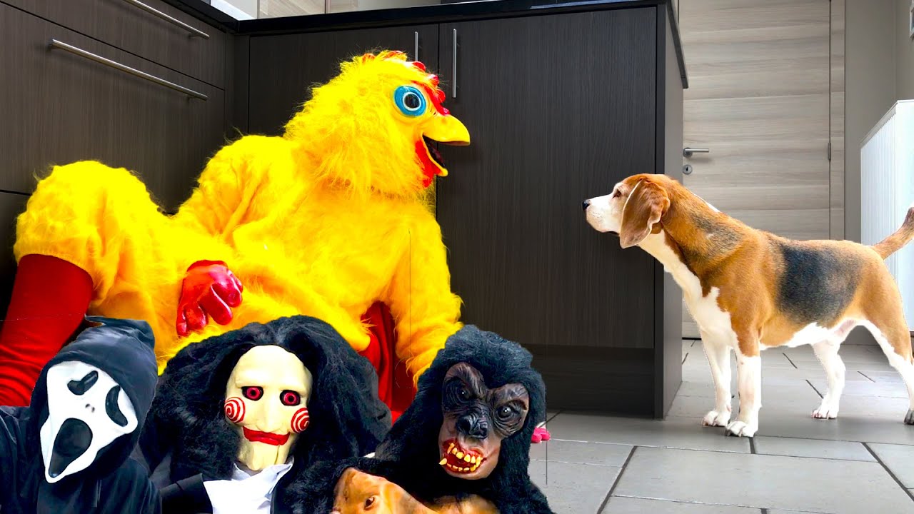 Funny Beagles get Pranked with Scary Halloween Costumes - YouTube