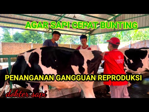 Penyebab dan tips mengatasi sapi kawin berulang, singkat padat dan segera bunting