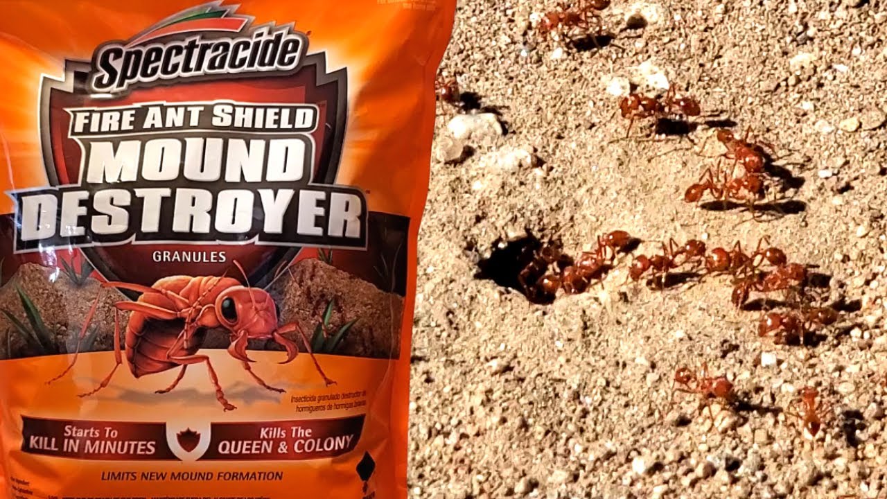 5 DIY Fire Ant Treatments That Work Fast: Reclaim Your Yard ...