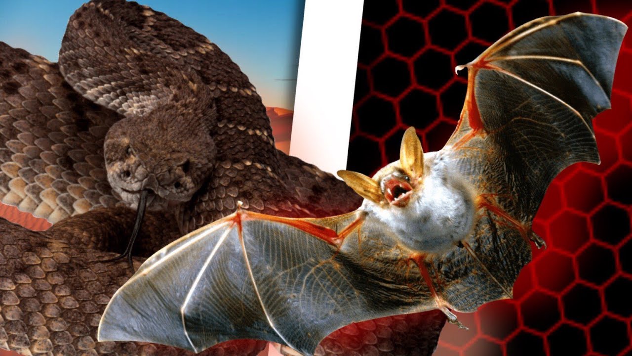 Rattle snake vs Vampire bat - rap battle (feat tsunami777 ww) - YouTube