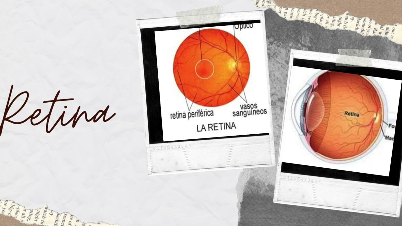 Anatomía del ojo y proceso de visión - YouTube