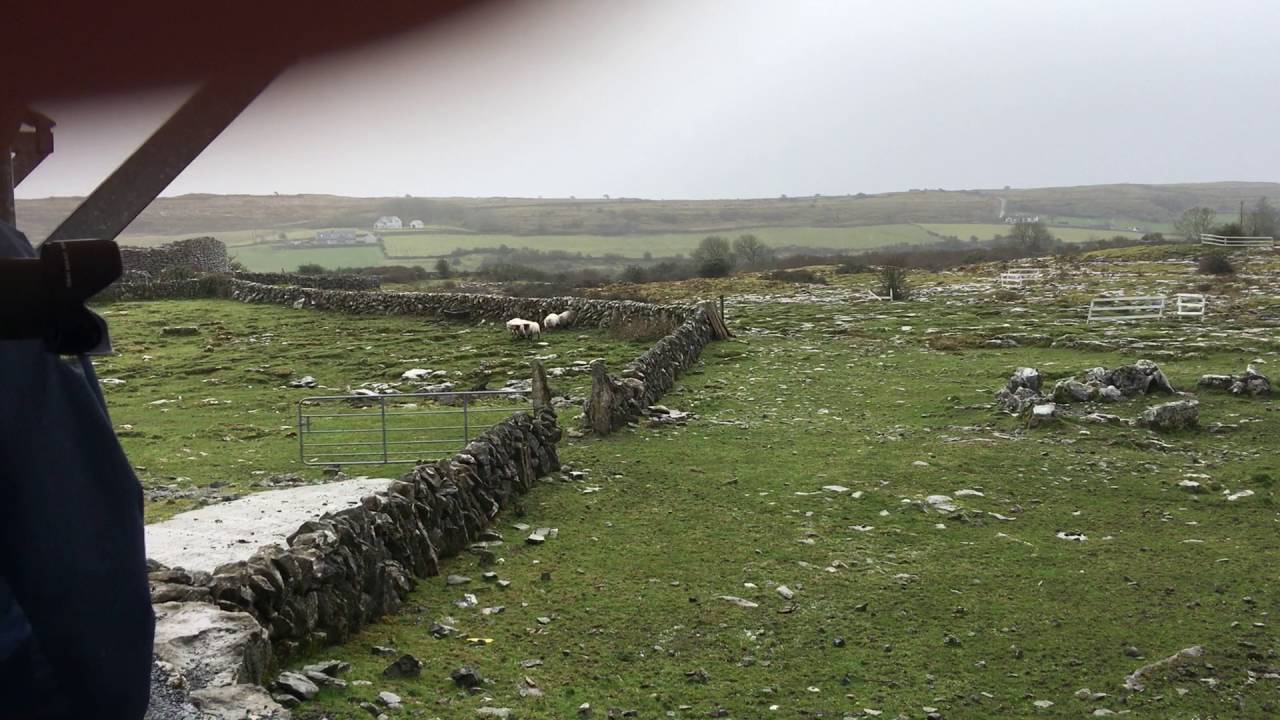 Ireland - sheep farm near Doolin - 2 - YouTube