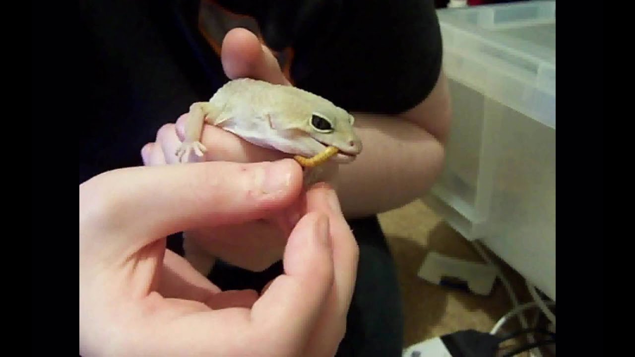 Assist Feeding an Insectivorous Gecko (How To) - YouTube