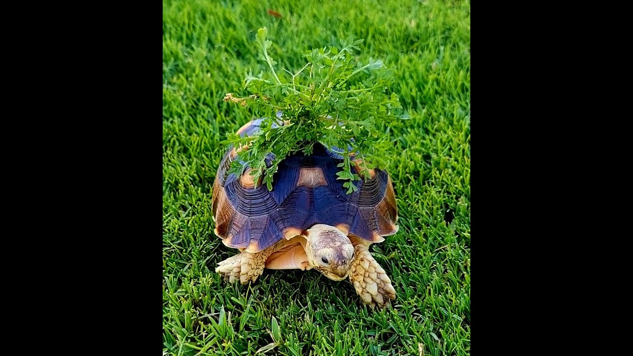 Tortoises | Walk | Close-Ups - YouTube