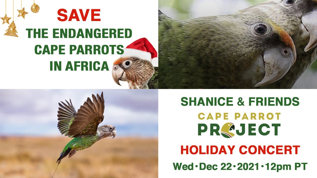 Cape Parrot Project Holiday Fundraiser Concert Dec 22nd 12pm PT 2021 🎄🦜 ...