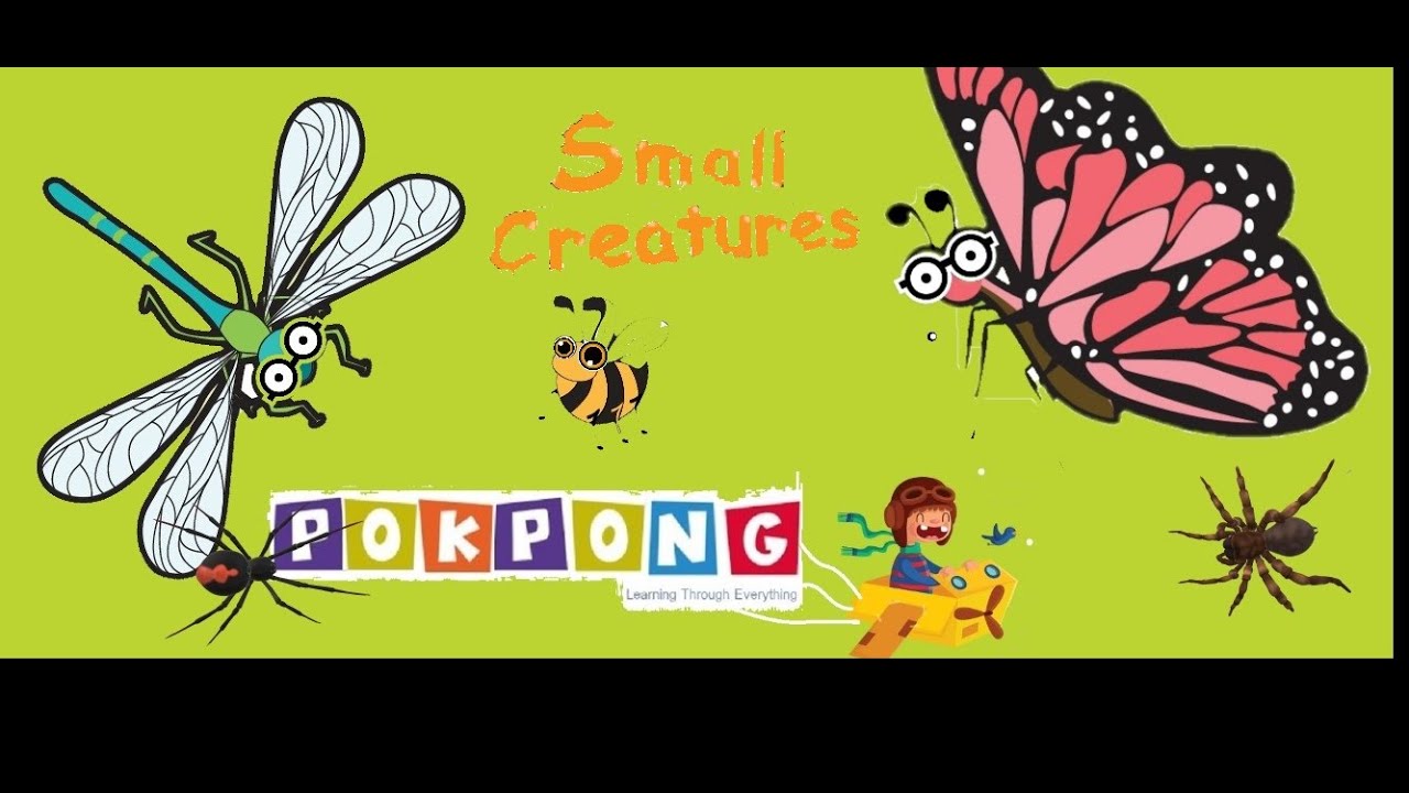 How many legs does insect have || Learn About Insects And Their Names ...