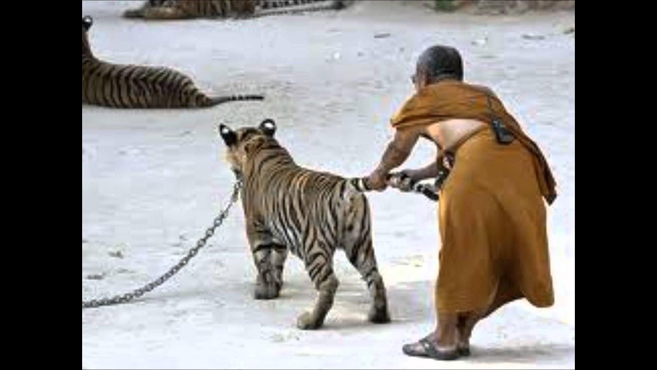Märvel-Tiger By Tail - YouTube