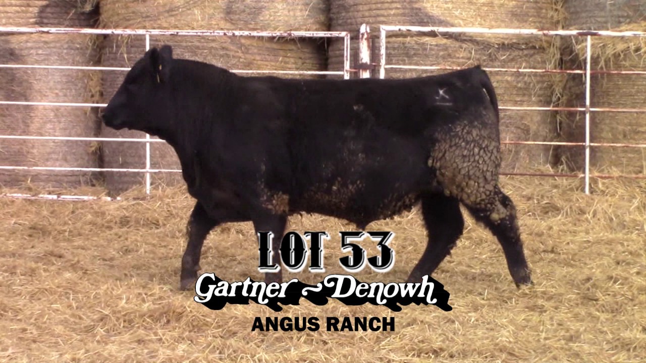 Gartner-Denowh Angus Ranch - YouTube