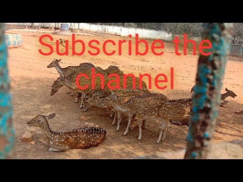 হরিণের বরই খাওয়ার মজার দৃশ্য | Dear My DEER CHITRA HORIN | Ajaira ...