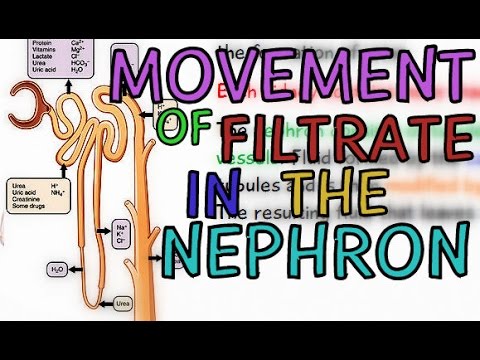 Movement of Filtrate through the Nephron Tubule - YouTube